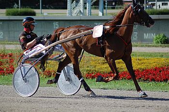 Münchner Trabrenn- und Zuchtverein e.V.